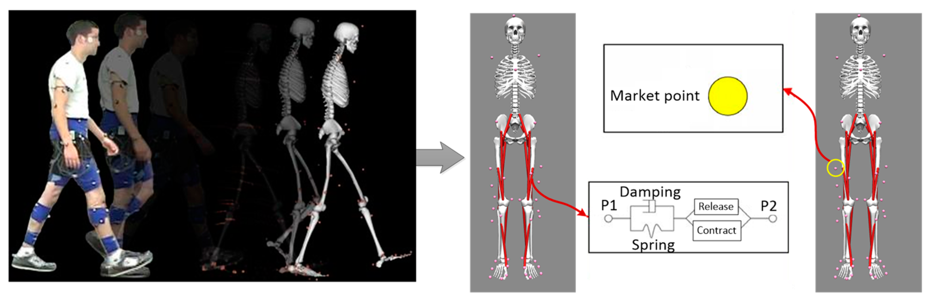 Design and Analysis of a Lower Limb Loadbearing Exoskeleton