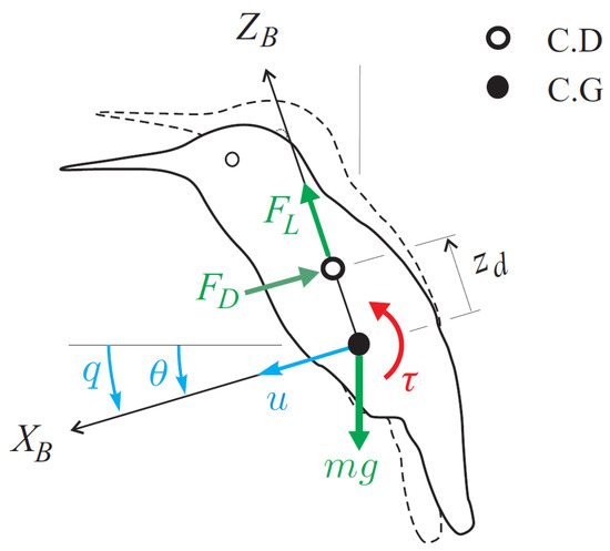 Robotic Hummingbird Axial Dynamics and Control near Hovering: A ...