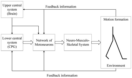 A Bionic Control Method for Human–Exoskeleton Coupling Based on CPG Model