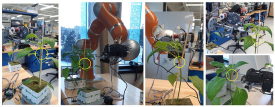 Real-Time Point Recognition for Seedlings Using Kernel Density ...