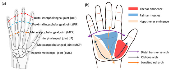 Anthropomorphic Soft Hand: Dexterity, Sensing, and Machine Learning