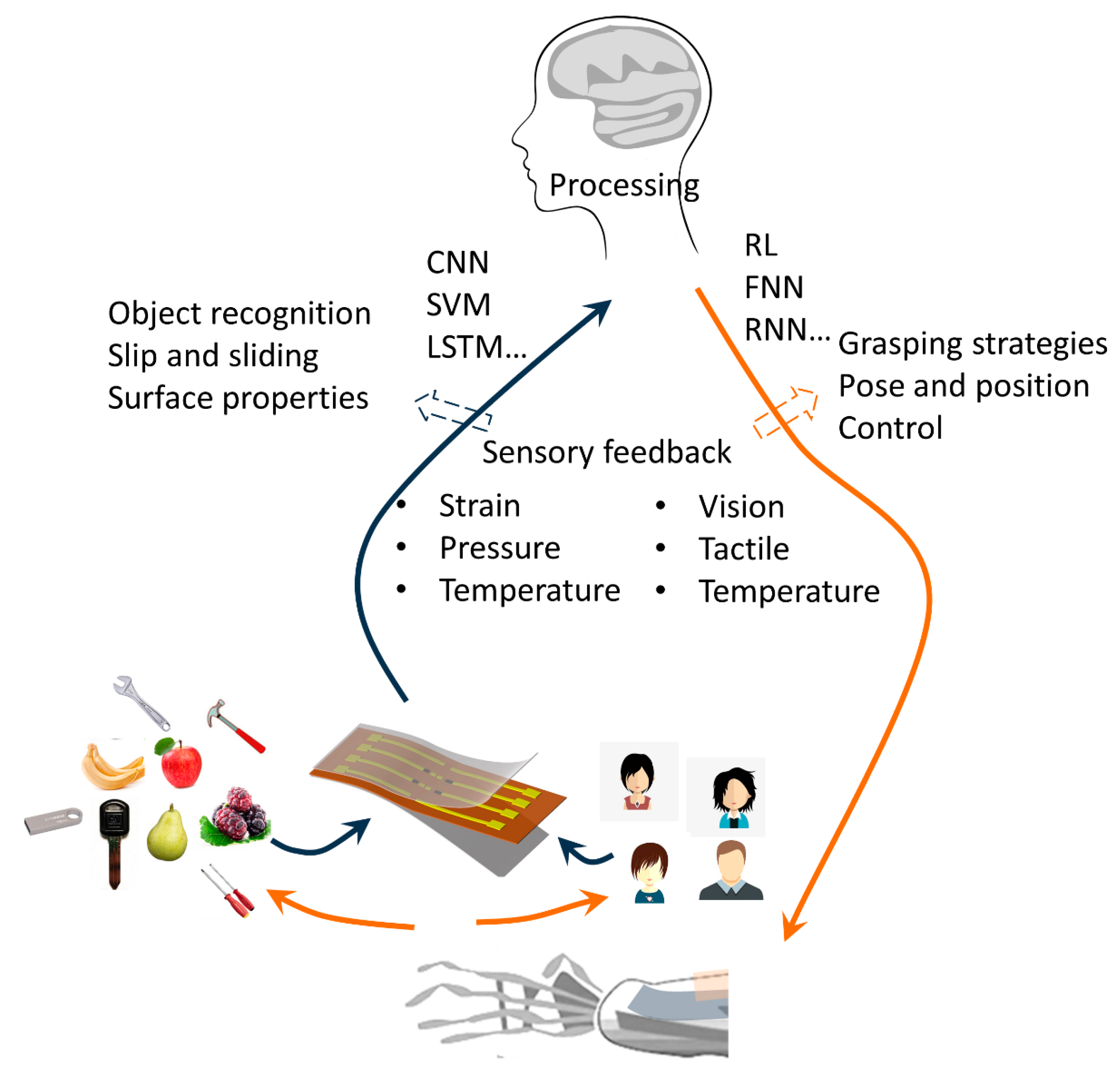 Anthropomorphic Soft Hand: Dexterity, Sensing, and Machine Learning