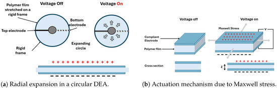 A Review of Electroactive Polymers in Sensing and Actuator Applications