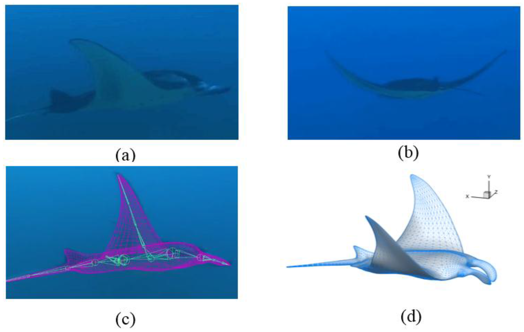 Aerodynamic Fin In Animals