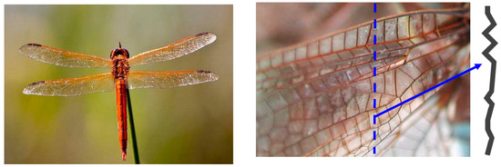 Aerodynamic Exploration for Tandem Wings with Smooth or Corrugated ...