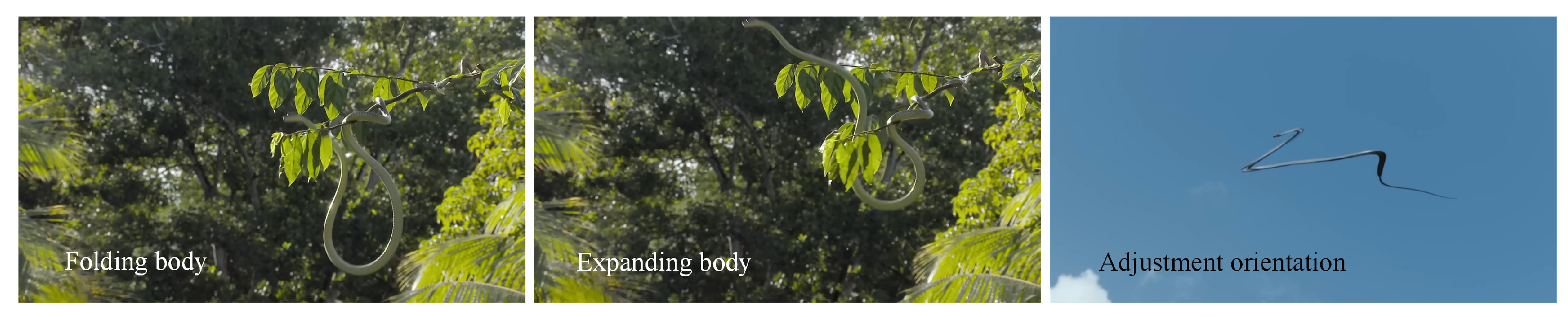 Efficient Locomotion for Space Robots Inspired by the Flying Snake