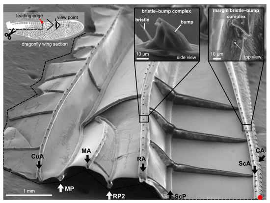 Aerodynamics of Corrugated Wings: Past, Present, and Future