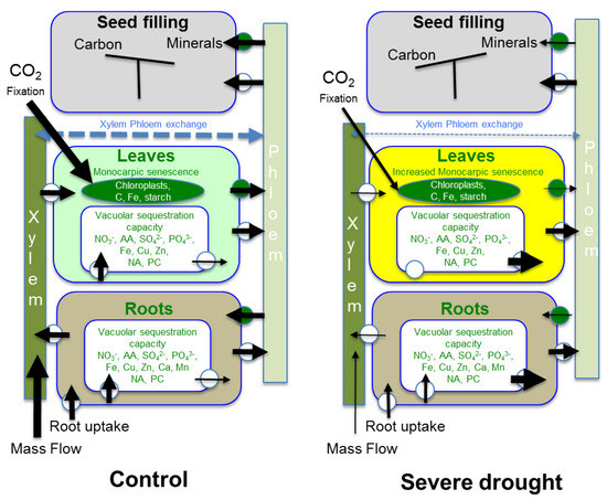 Macro and Micronutrient Storage in Plants and Their Remobilization When ...