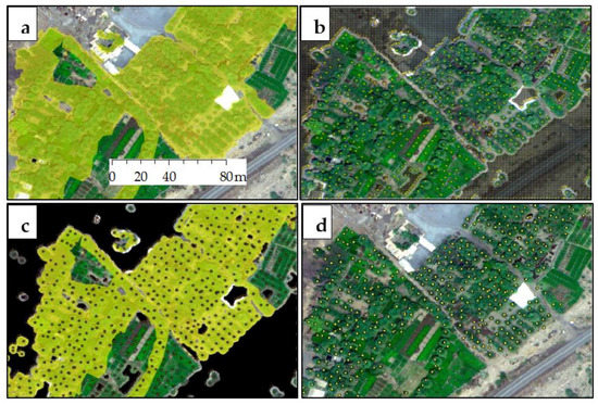Agriculture | Free Full-Text | Relationship of Date Palm Tree Density ...
