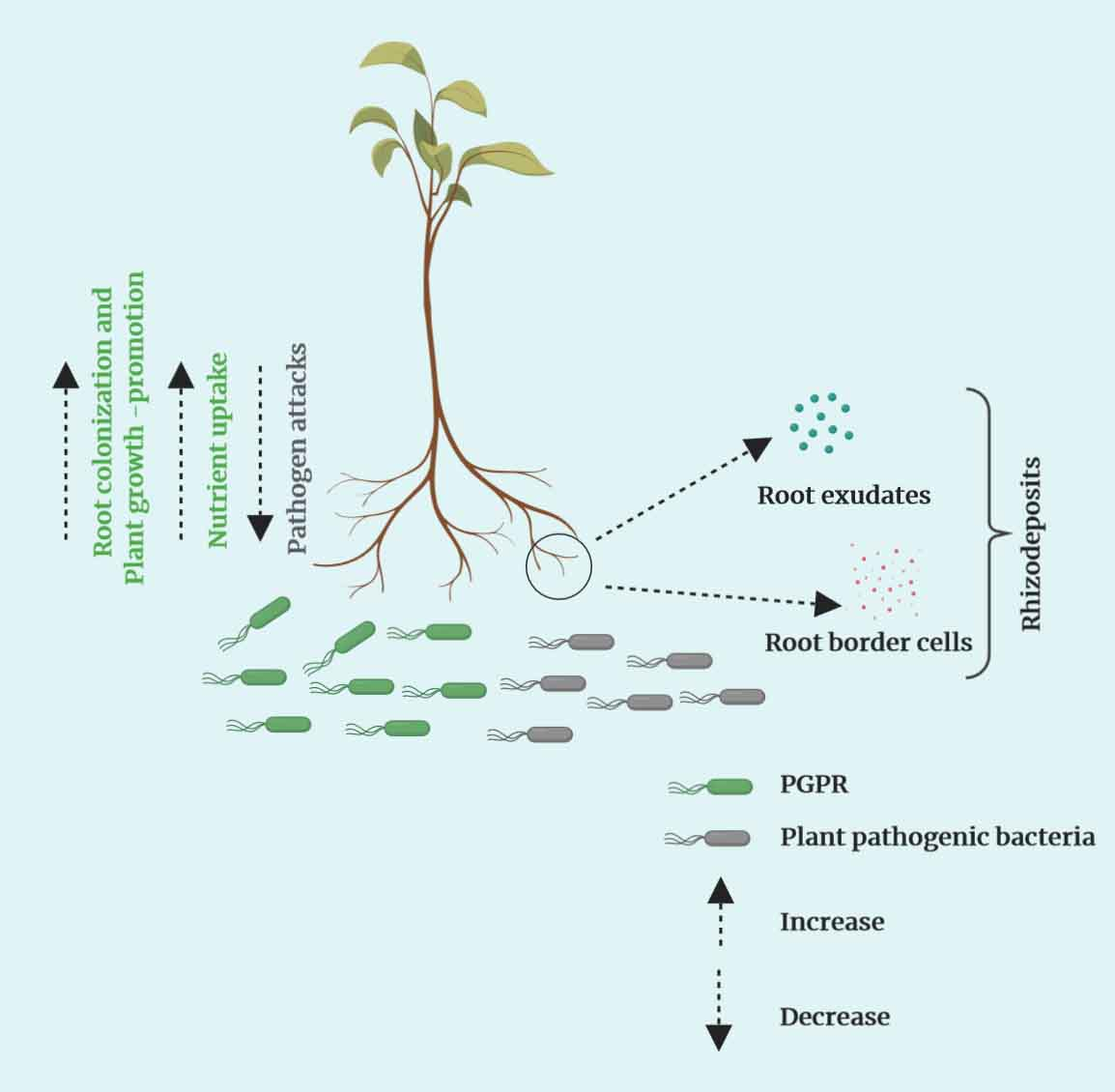 Agriculture | Free Full-Text | The Interactions of Rhizodeposits with ...