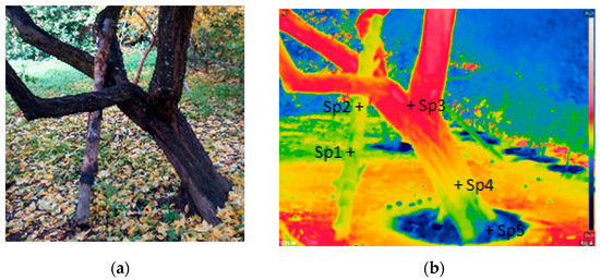 Infrared Thermography Applied to Tree Health Assessment: A Review