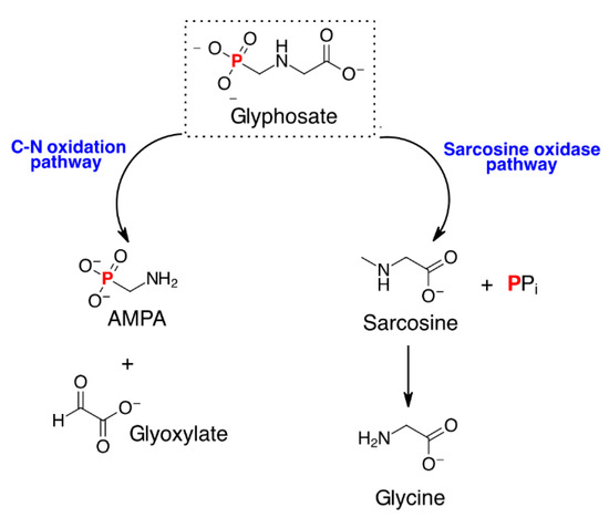 Glyphosate Bioremediation through the Sarcosine Oxidase Pathway ...