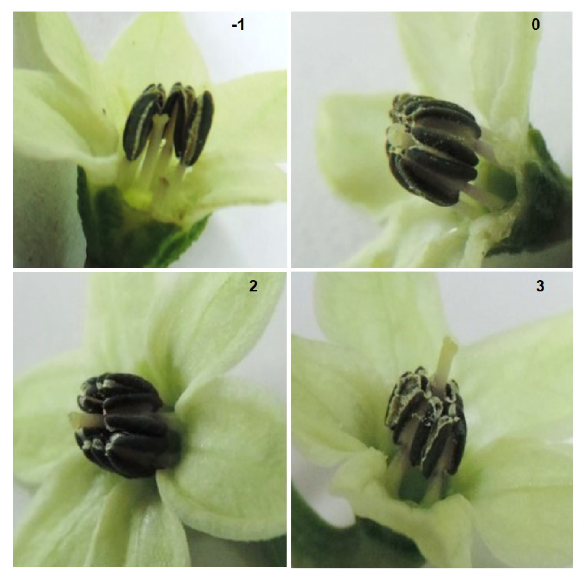 Floral Biology Studies in Habanero pepper (Capsicum chinense Jacq.) to ...