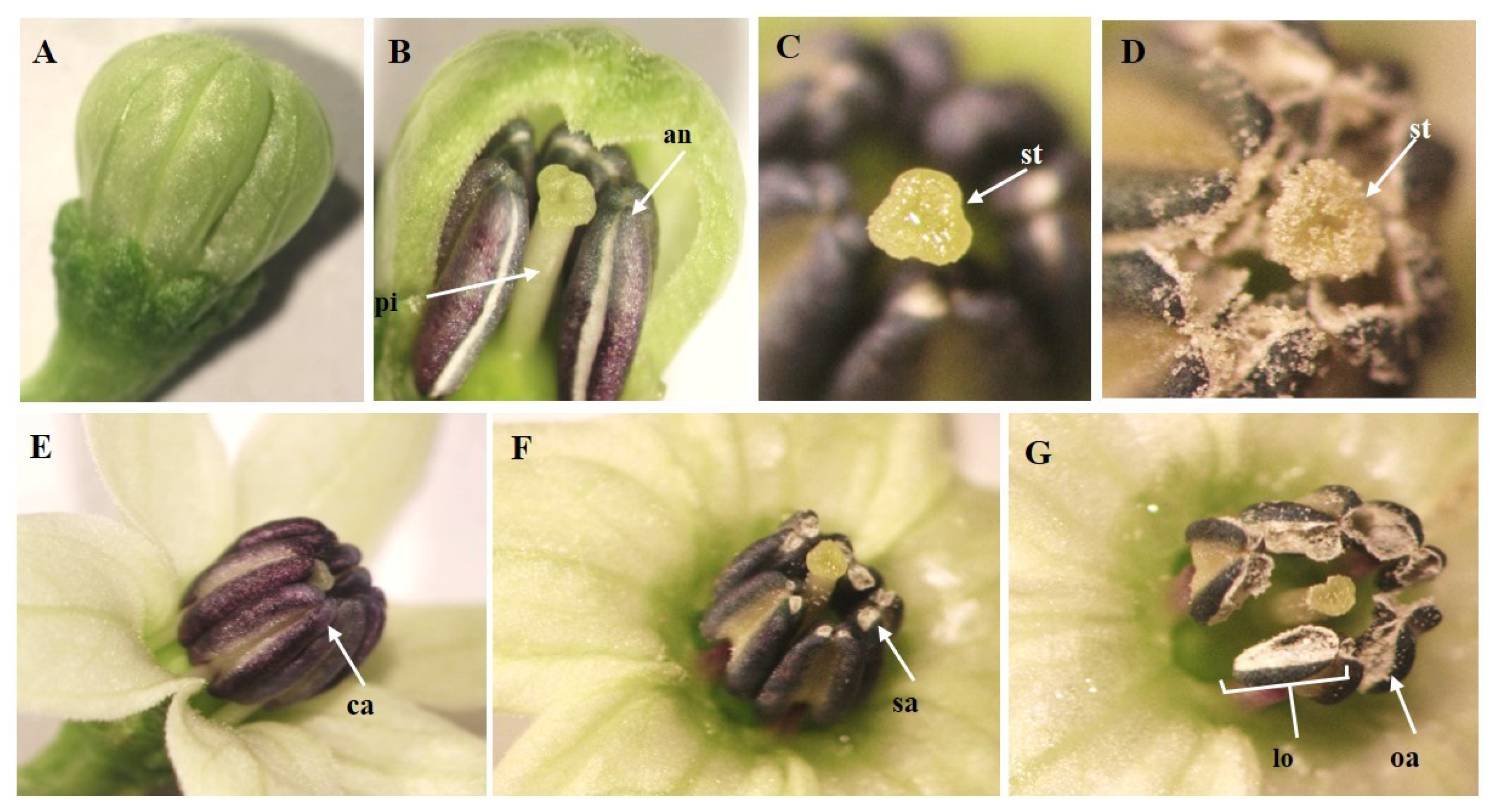 Floral Biology Studies in Habanero pepper (Capsicum chinense Jacq.) to ...
