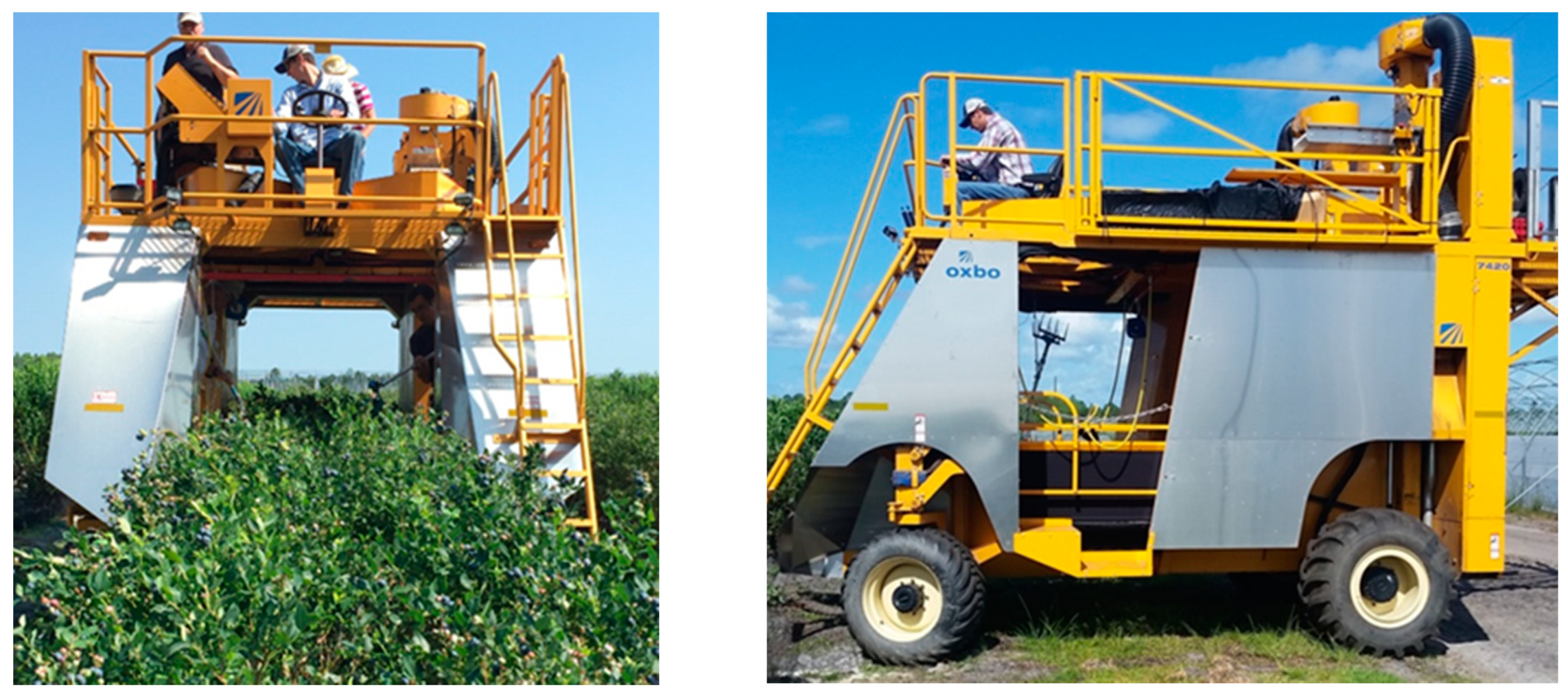 Harvest Of Southern Highbush Blueberry With A Modified Over The Row