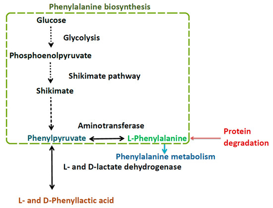 Effect of 3-Phenyllactic Acid and 3-Phenyllactic Acid-Producing Lactic ...