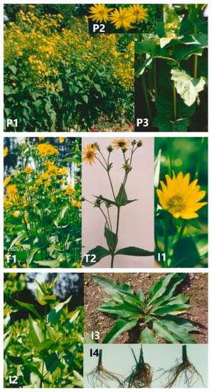Evaluation of Chemical Composition of Some Silphium L. Species as ...