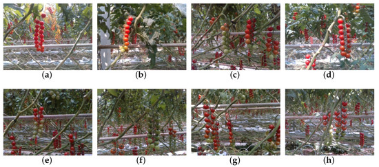 Robust Cherry Tomatoes Detection Algorithm in Greenhouse Scene Based on SSD