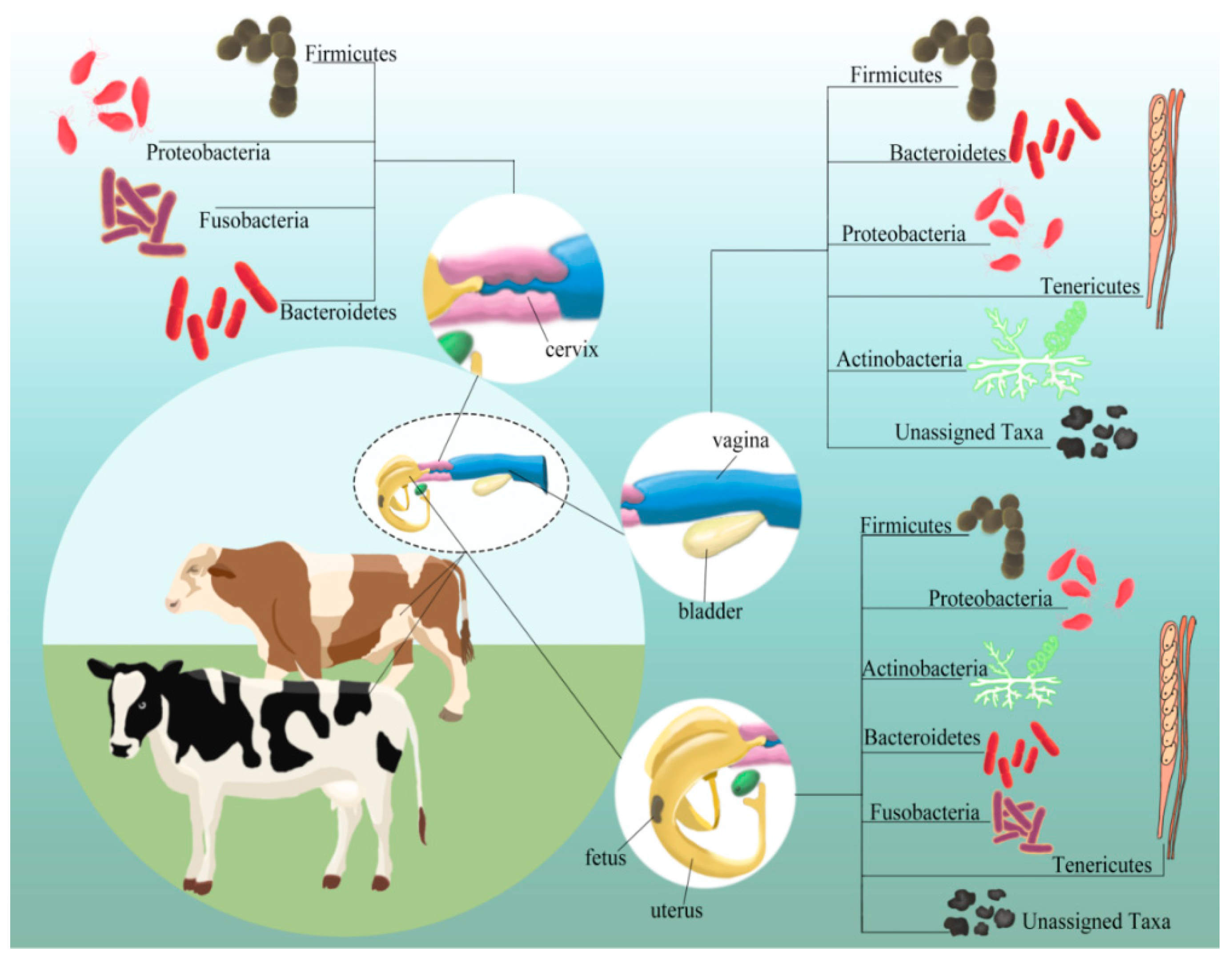 Agriculture Free Full Text Microflora In The Reproductive Tract Of