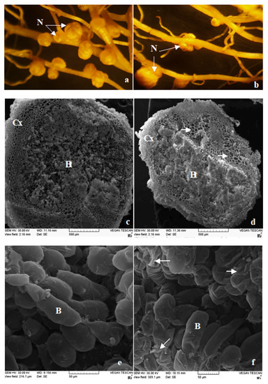 Impact of Ag Nanoparticles on Seed Germination and Seedling Growth of ...