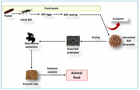 Black Soldier Fly (Hermetia illucens) Meal as a Promising Feed ...