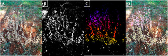 Soybean Yield Estimation And Its Components A Linear Regression Approach