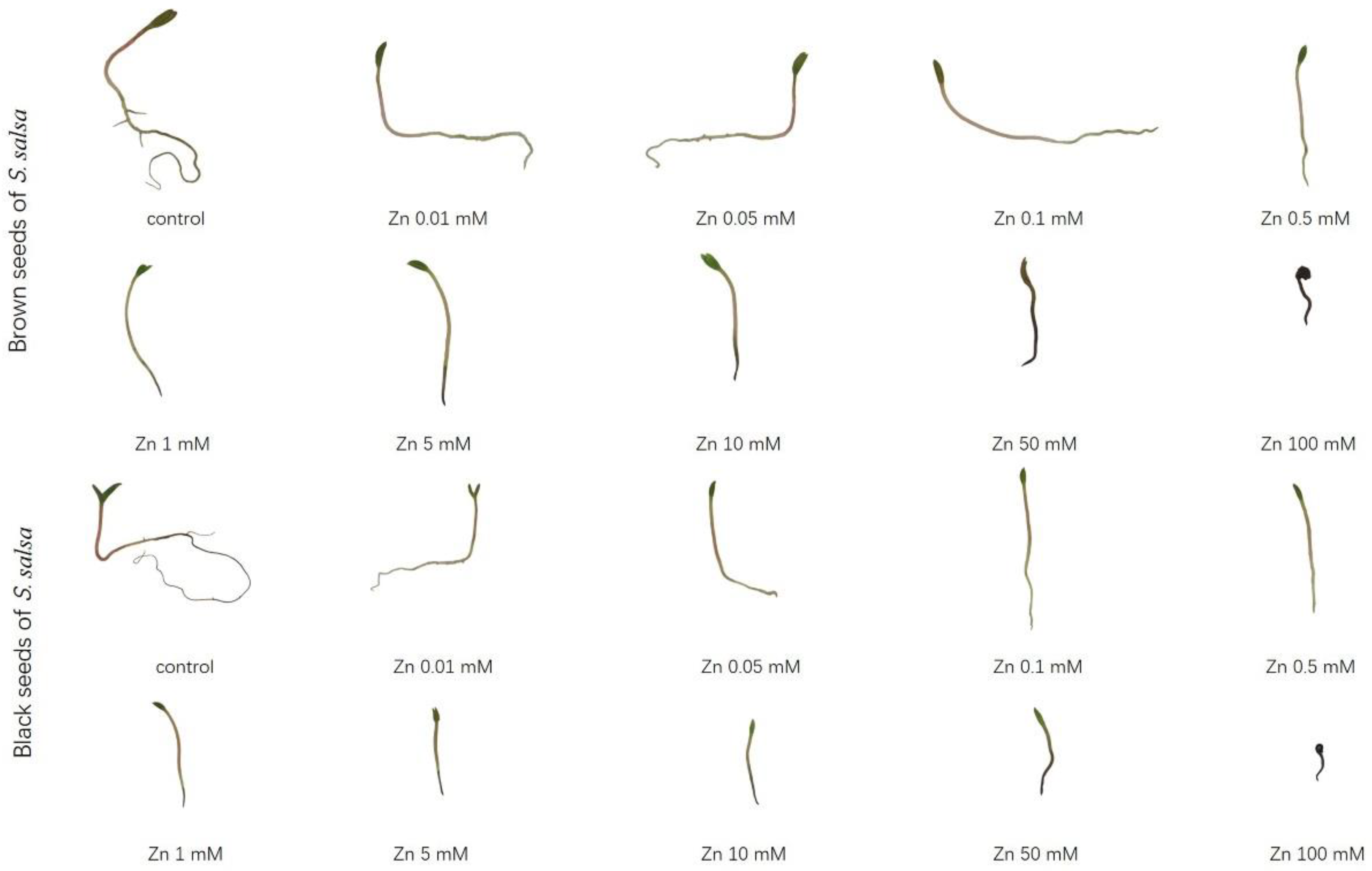 Indexes of Radicle are Sensitive and Effective for Assessing Copper and ...