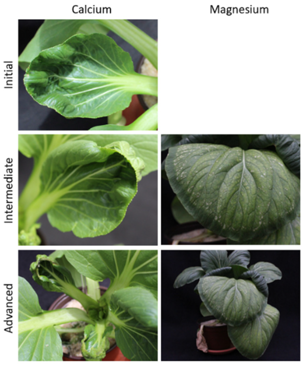 Characterization of Nutrient Disorders and Impacts on Chlorophyll and ...
