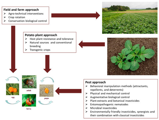 Alternatives to Synthetic Insecticides in the Control of the Colorado ...
