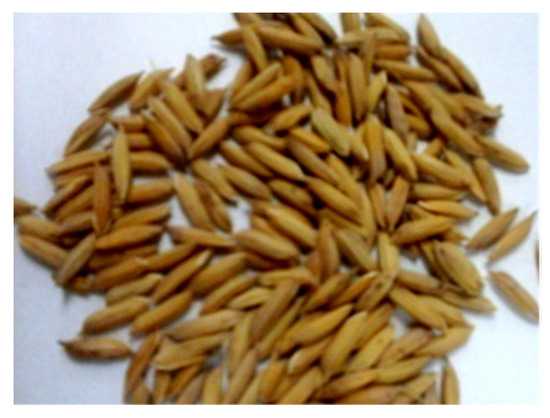 Heat and Mass Transfer on the Microwave Drying of Rough Rice Grains: An ...