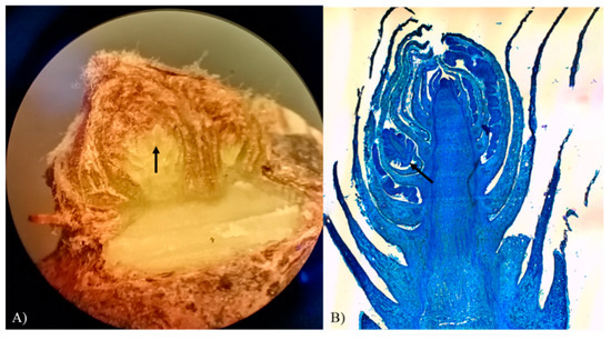 Morphology, Physiology and Analysis Techniques of Grapevine Bud ...