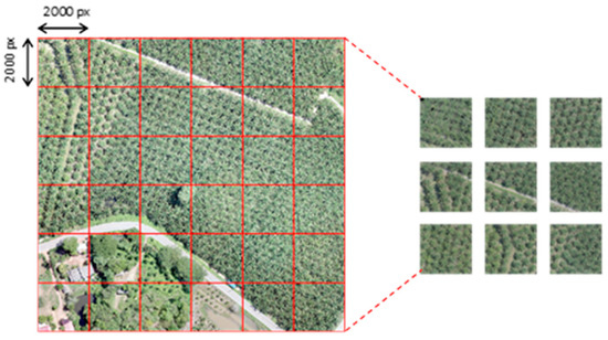 Oil Palm Tree Detection and Health Classification on High-Resolution ...