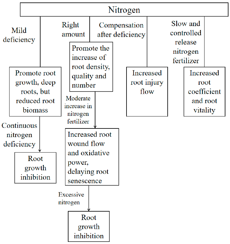 Relationship between Plant Roots, Rhizosphere Microorganisms, and ...