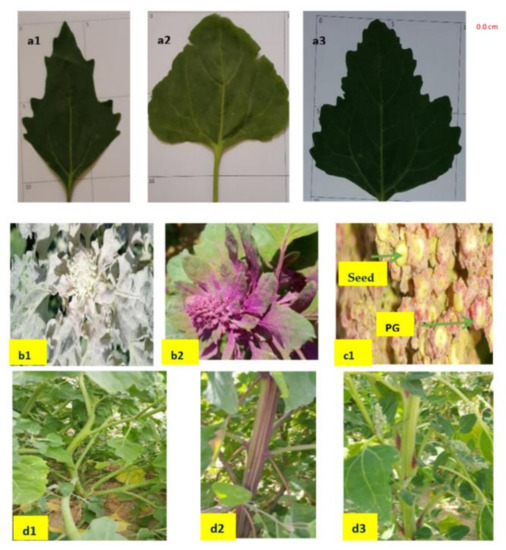 Morphological and Molecular Characterization of Quinoa Genotypes