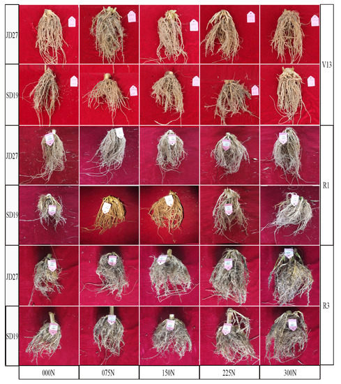 Responses of Root Characteristic Parameters and Plant Dry Matter ...