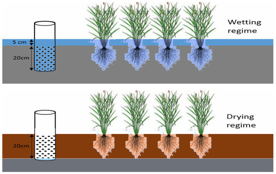 Biochar with Alternate Wetting and Drying Irrigation: A Potential ...