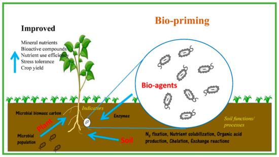 Agriculture | Free Full-Text | Connecting Bio-Priming Approach with ...