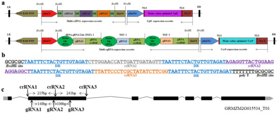 Comparative Study between the CRISPR/Cpf1 (Cas12a) and CRISPR/Cas9 Systems for Multiplex Gene ...