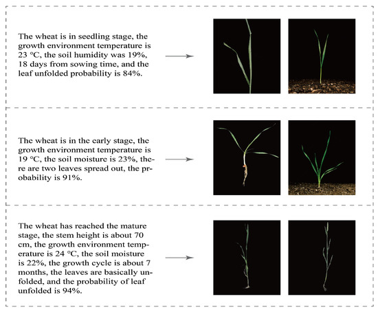 3D Point Cloud on Semantic Information for Wheat Reconstruction