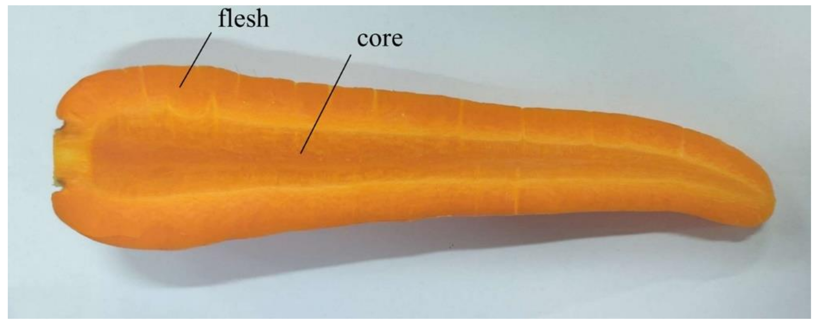 Finite Element Analysis and Experiment of the Bruise Behavior of Carrot ...