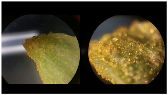 Hops (Humulus lupulus L.) as a Novel Multipurpose Crop for the ...