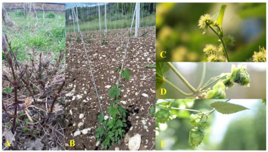 Hops (Humulus lupulus L.) as a Novel Multipurpose Crop for the ...