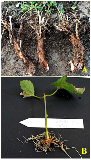 Hops (Humulus lupulus L.) as a Novel Multipurpose Crop for the ...