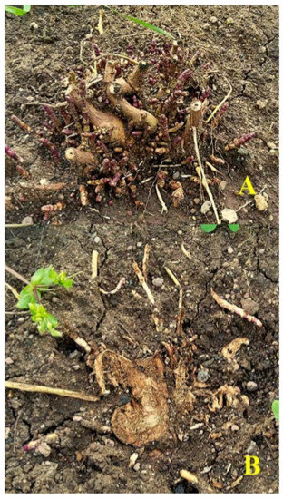 Hops (Humulus lupulus L.) as a Novel Multipurpose Crop for the ...