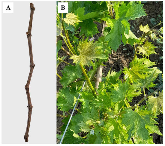 Genetic Structure and Molecular Variability of Grapevine Fanleaf Virus ...
