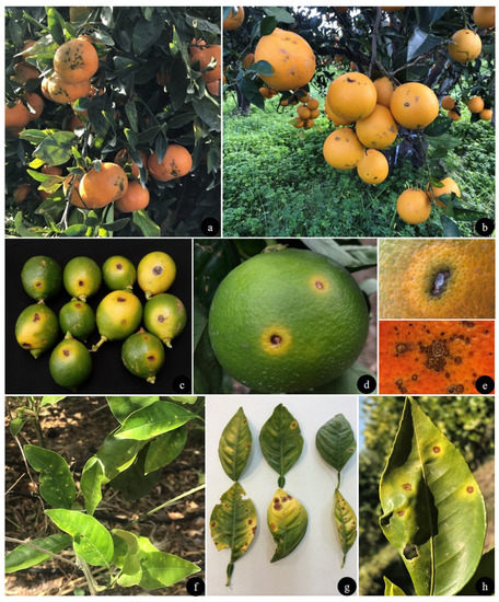 An Eleven-Year Survey on Field Disease Susceptibility of Citrus ...