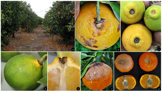 An Eleven-Year Survey on Field Disease Susceptibility of Citrus ...
