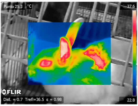 Preliminary Study of Body Temperature Emissivity in Rabbits Selected ...