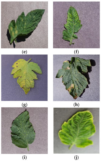 Tomato Leaf Disease Diagnosis Based on Improved Convolution Neural ...