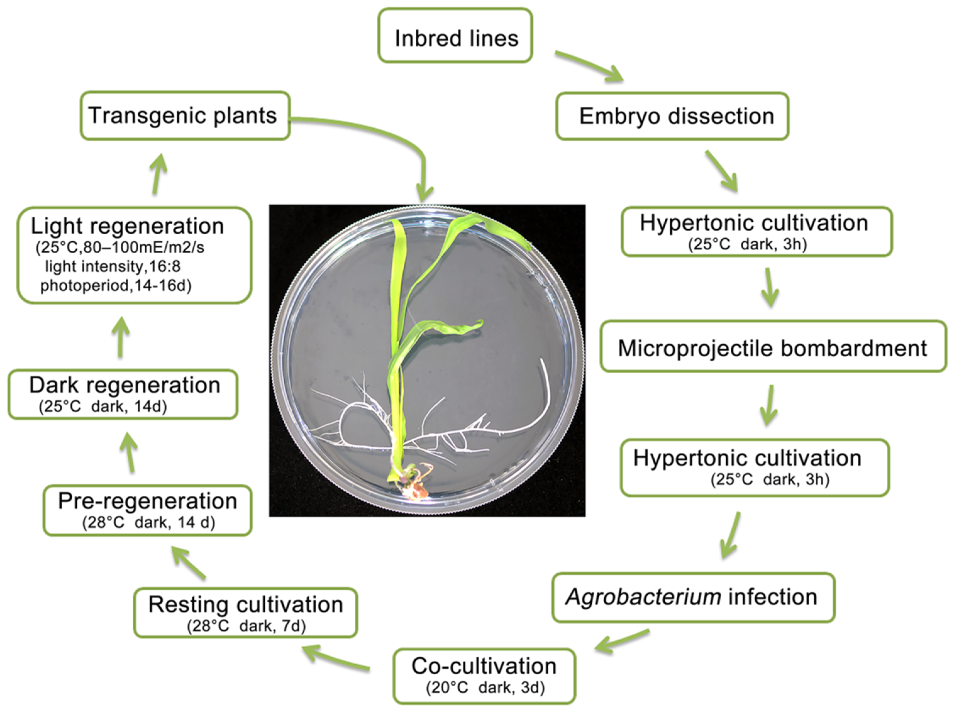 Agriculture | Free Full-Text | Establishment of a Bivector Genetic ...